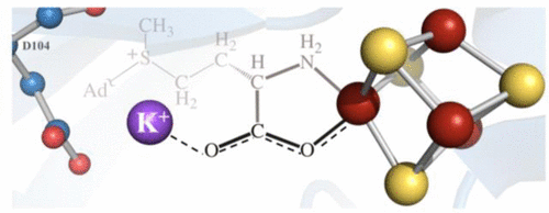 Monovalent Cation Activation of the Radical SAM Enzyme Pyruvate Formate ...