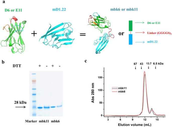 One-domain CD4 Fused to Human Anti-CD16 Antibody Domain Mediates ...