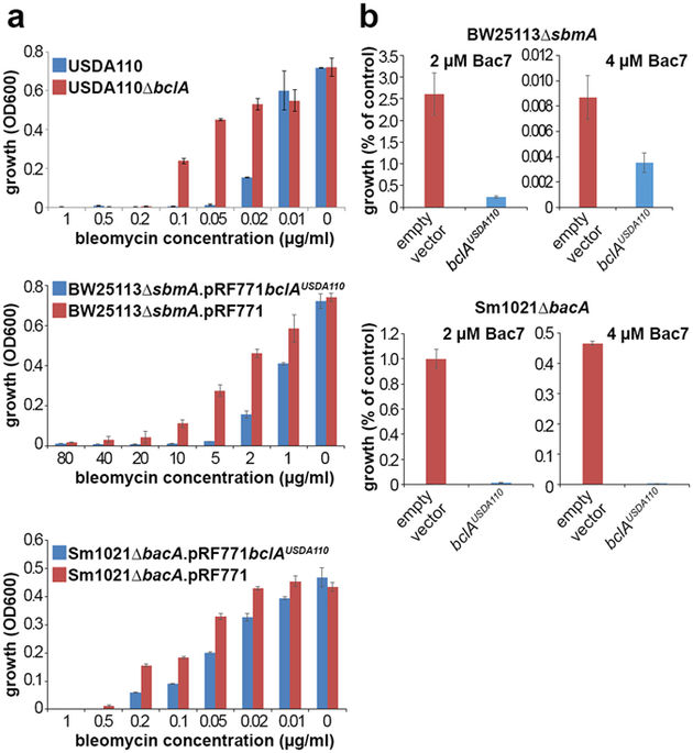 Integrated roles of BclA and DD-carboxypeptidase 1 in Bradyrhizobium differentiation within NCR ...