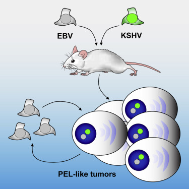 Persistent KSHV Infection Increases EBV-Associated Tumor Formation In ...