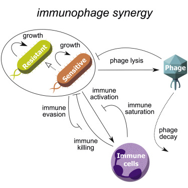 Synergy between the Host Immune System and Bacteriophage Is Essential ...