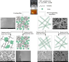 Characterization of gelatin/zein films fabricated by electrospinning vs ...