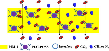 通过将亲 CO 2 的 PEG-POSS 结合到固有微孔膜的聚合物中来增强 CO 2 选择性,Journal of Membrane ...