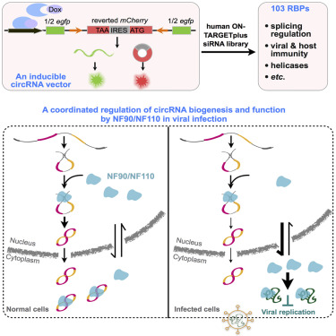 Coordinated circRNA Biogenesis and Function with NF90/NF110 in Viral ...