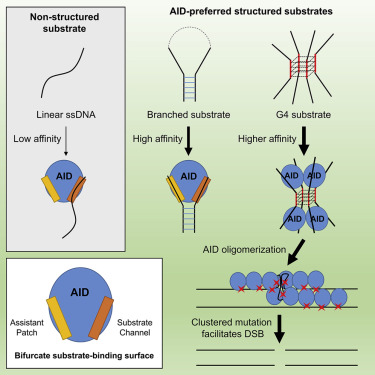 AID Recognizes Structured DNA for Class Switch Recombination,Molecular ...