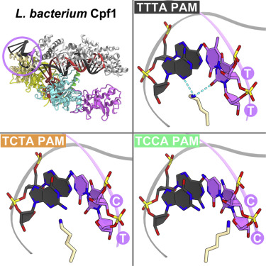Structural Basis for the Canonical and Non-canonical PAM Recognition by ...