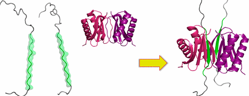 The LC8 Recognition Motif Preferentially Samples Polyproline II ...