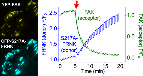 Regulation of Focal Adhesion Kinase through a Direct Interaction with ...