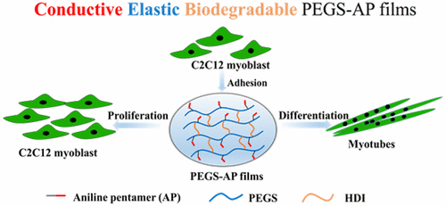 Biocompatible Elastic Conductive Films Significantly Enhanced Myogenic ...