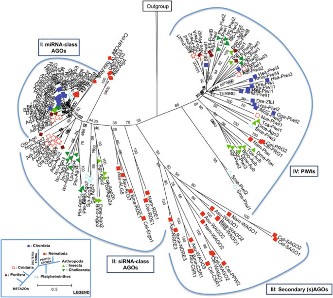 The evolution of animal Argonautes: evidence for the absence of ...