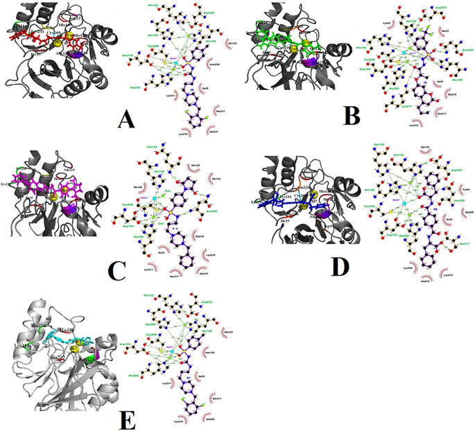 设计针对NDM-1型金属β-内酰胺酶的潜在抑制剂：试图增强抗生素对耐多药细菌的功效。,Scientific Reports - X-MOL