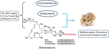 Antimicrobial activity of bitespiramycin, a new genetically engineered ...