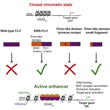 Cancer-Specific Retargeting of BAF Complexes by a Prion-like Domain ...