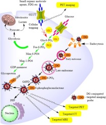 Warburg效应和葡萄糖衍生的癌症治疗学,Drug Discovery Today - X-MOL