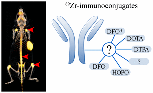 89Zr-Immuno-Positron Emission Tomography in Oncology: State-of-the-Art ...