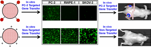 Development of a Recombinant Multifunctional Biomacromolecule for ...