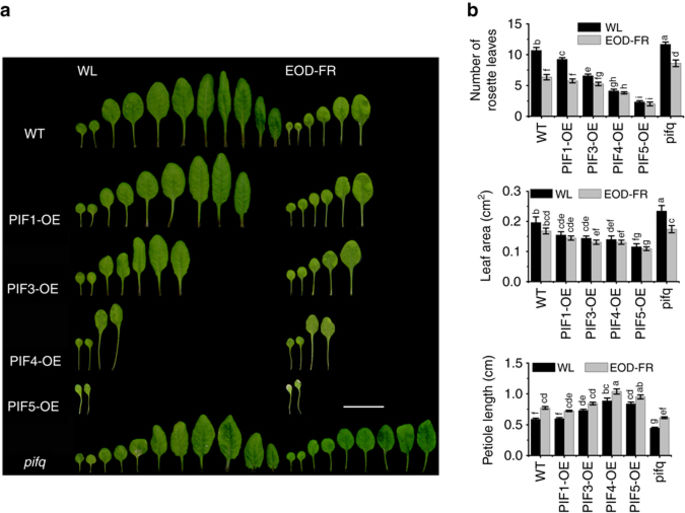 Phytochrome-interacting factors directly suppress MIR156 expression to ...