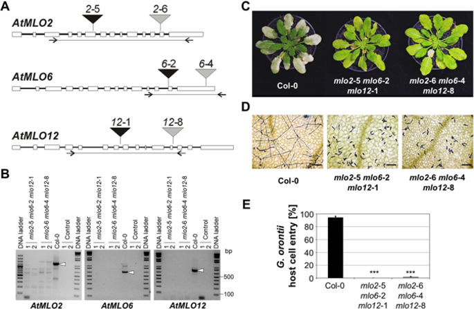 The powdery mildew-resistant Arabidopsis mlo2 mlo6 mlo12 triple mutant ...