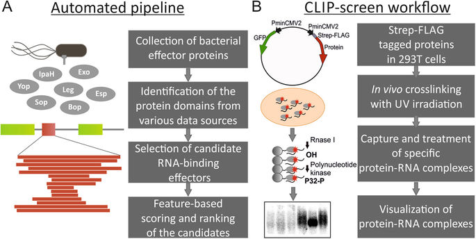 A systematic analysis of the RNA-targeting potential of secreted ...