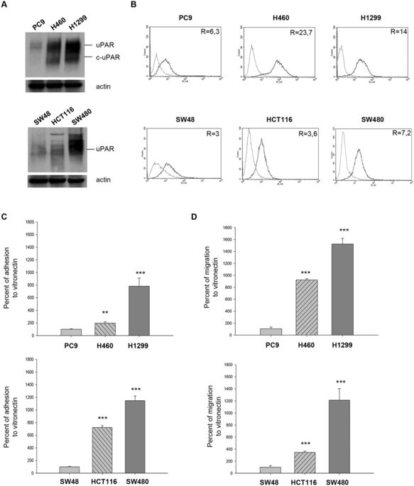 Urokinase-type plasminogen activator receptor (uPAR) expression ...