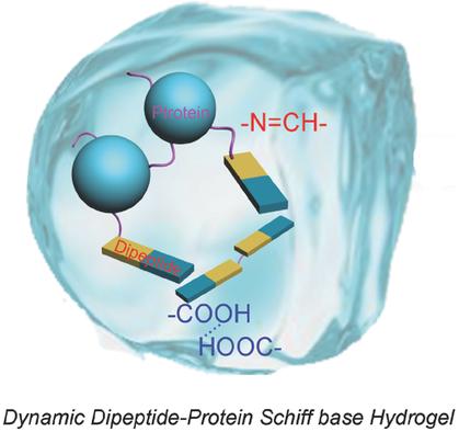 Stimuli‐Responsive Dipeptide–Protein Hydrogels through Schiff Base ...