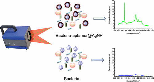 Intuitive Label-Free SERS Detection of Bacteria Using Aptamer-Based in ...