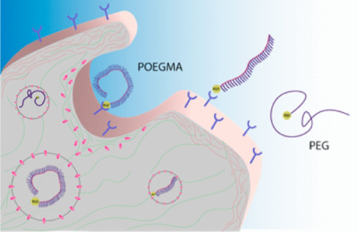 分子结构对PEG细胞相互作用和隐身特性的影响,Biomacromolecules - X-MOL