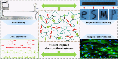 Dopamine-Incorporated Dual Bioactive Electroactive Shape Memory Polyurethane Elastomers with ...