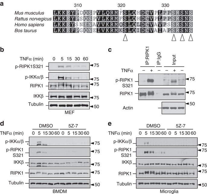 TAK1介导的磷酸化对RIPK1活化的调控决定了细胞凋亡和坏死性坏死。,Nature Communications - X-MOL