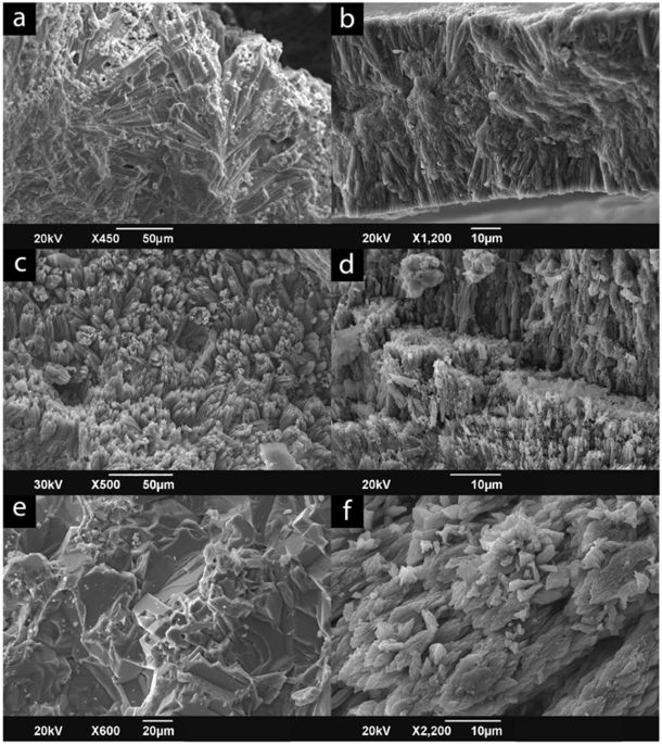 Detecting Photosymbiosis in Fossil Scleractinian Corals.,Scientific ...
