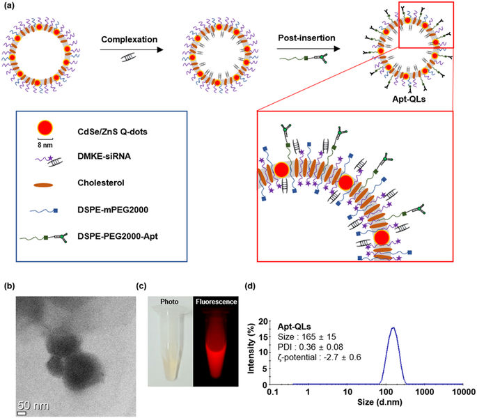 Cancer-targeted Nucleic Acid Delivery and Quantum Dot Imaging Using EGF ...