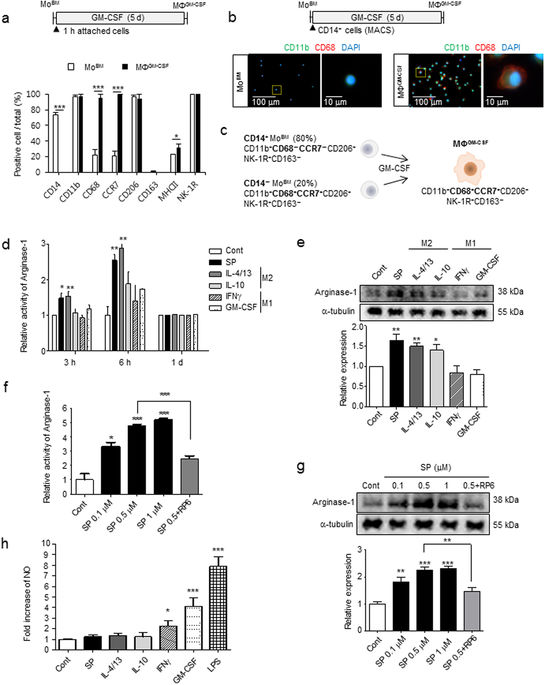 A neuropeptide, Substance-P, directly induces tissue-repairing M2 like ...