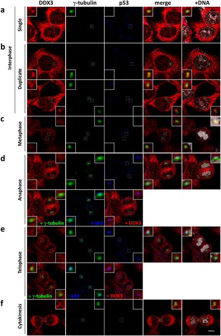 DDX3 localizes to the centrosome and prevents multipolar mitosis by ...