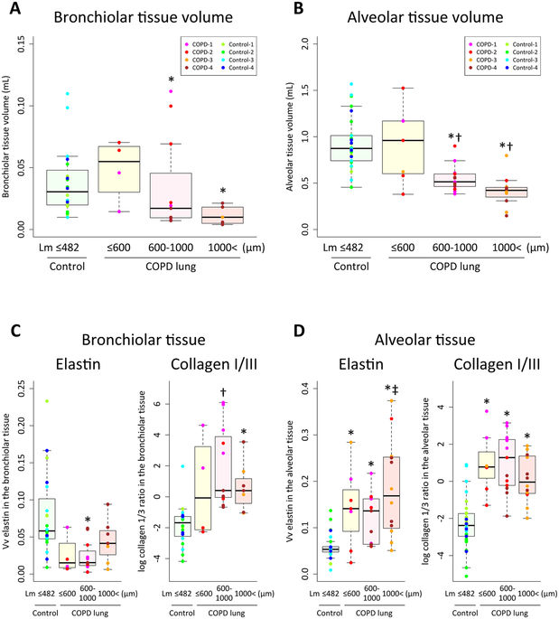 The cellular and molecular determinants of emphysematous destruction in ...