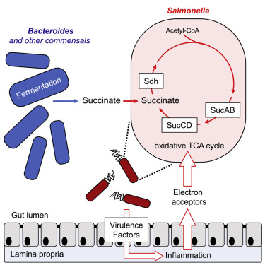 An Oxidative Central Metabolism Enables Salmonella to Utilize ...
