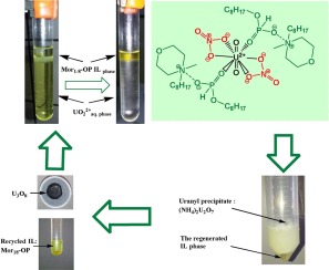 Highly efficient extraction and selective separation of uranium (VI ...