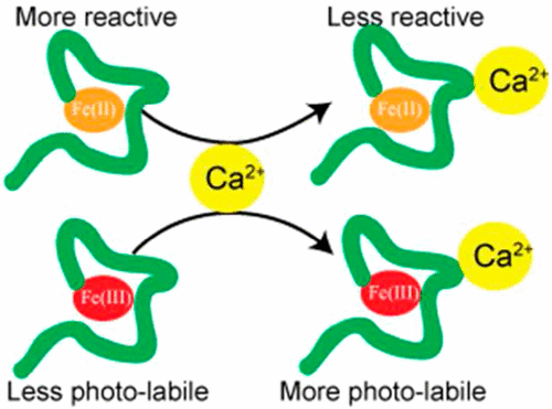 Iron Redox Transformations in the Presence of Natural Organic Matter ...