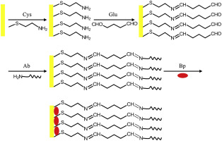 使用多频电化学导抗谱和多元数据分析测定加标人血清中的甲氨蝶呤,Analytica Chimica Acta - X-MOL