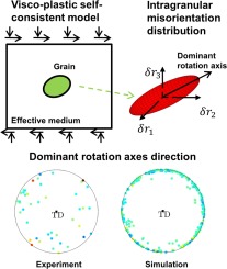 Predicting intragranular misorientation distributions in ...
