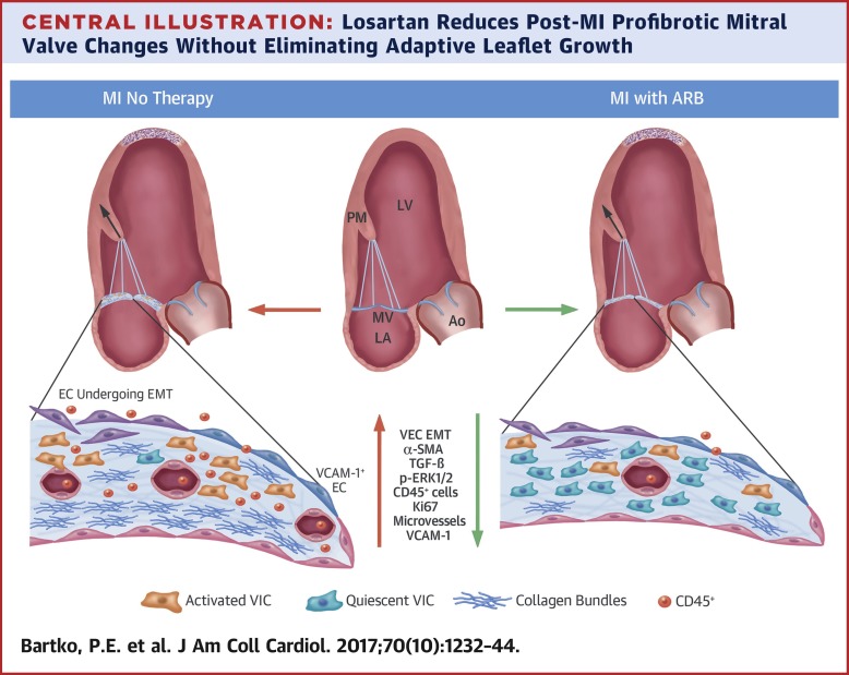Effect of Losartan on Mitral Valve Changes After Myocardial Infarction ...