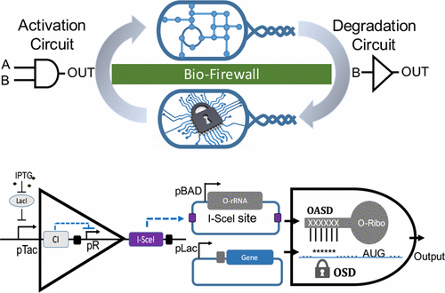 Orthogonal Ribosome Biofirewall,ACS Synthetic Biology - X-MOL