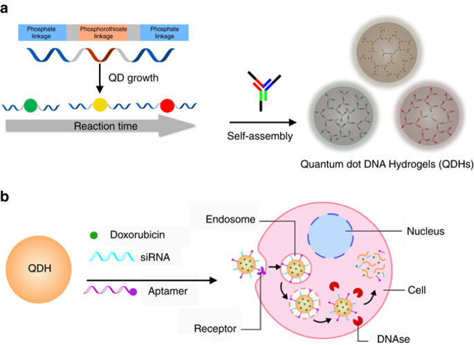 Multifunctional quantum dot DNA hydrogels.,Nature Communications - X-MOL