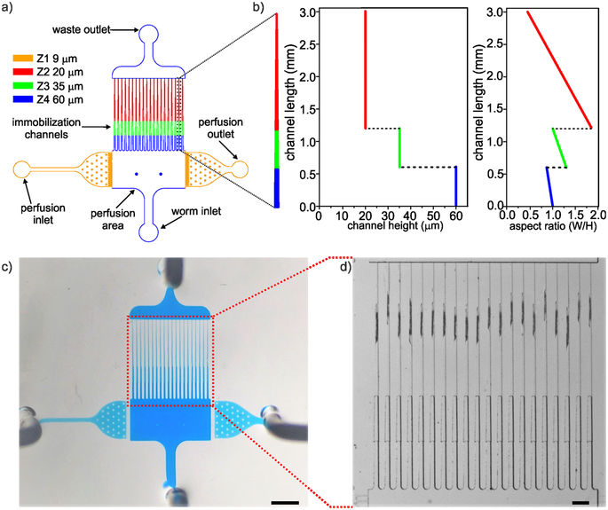 A multi-trap microfluidic chip enabling longitudinal studies of nerve ...
