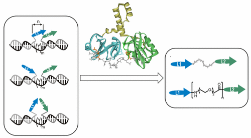 Selective Binders of the Tandem Src Homology 2 Domains in Syk and Zap70 ...