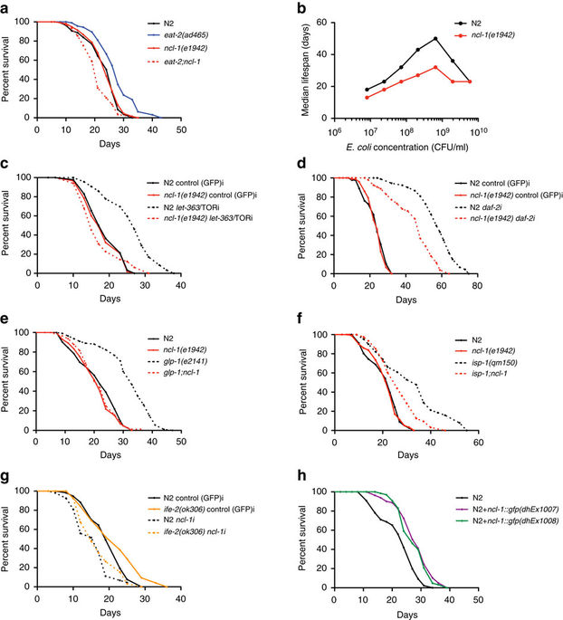 Small nucleoli are a cellular hallmark of longevity.,Nature ...