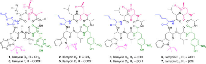 Biosynthesis of ilamycins featuring unusual building blocks and ...
