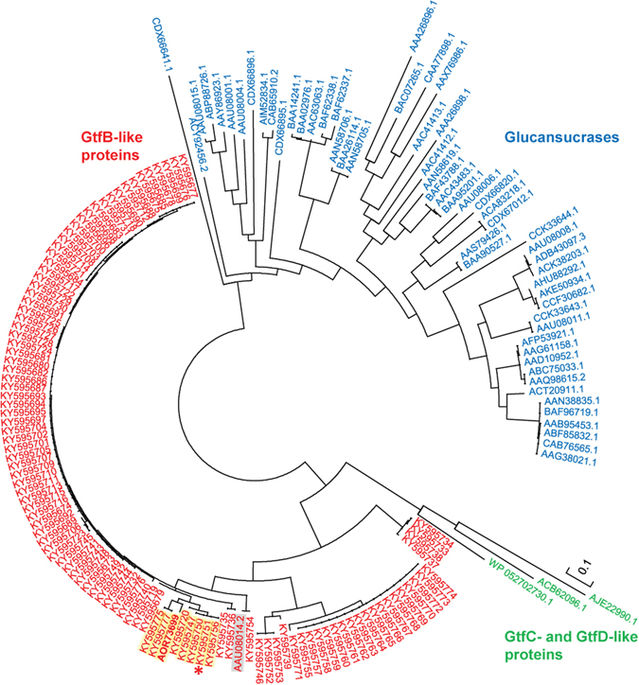 Mining novel starch-converting Glycoside Hydrolase 70 enzymes from the Nestlé Culture Collection ...