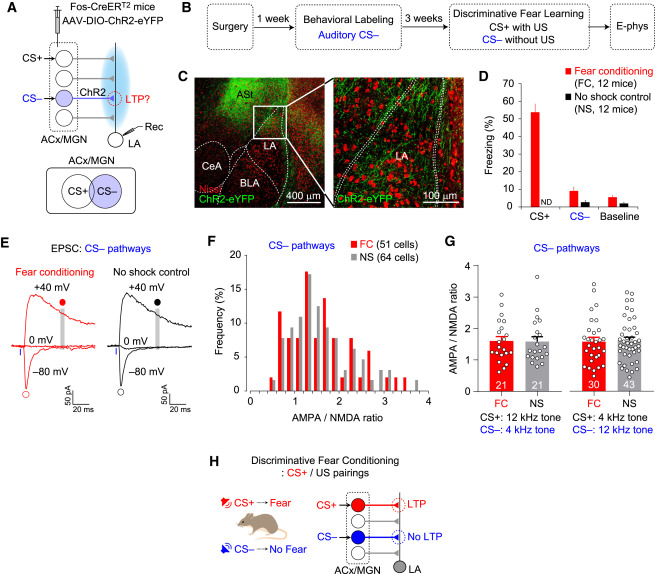 Encoding of Discriminative Fear Memory by Input-Specific LTP in the Amygdala.,Neuron - X-MOL