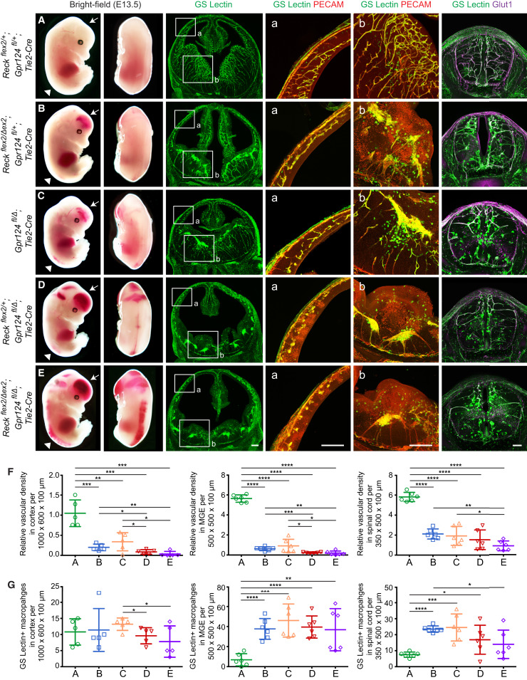 Reck and Gpr124 Are Essential Receptor Cofactors for Wnt7a/Wnt7b ...