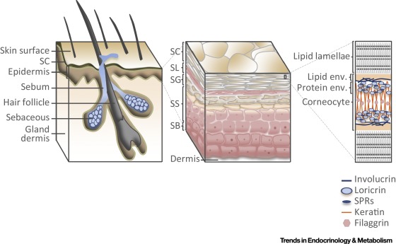 The Significance of Epidermal Lipid Metabolism in Whole-Body Physiology ...
